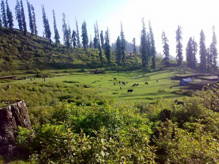 Allai Valley – Vertical Explorers Expeditions Treks & Tours